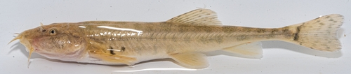 Catfish-like Loach (Triplophysa siluroides) · iNaturalist United Kingdom