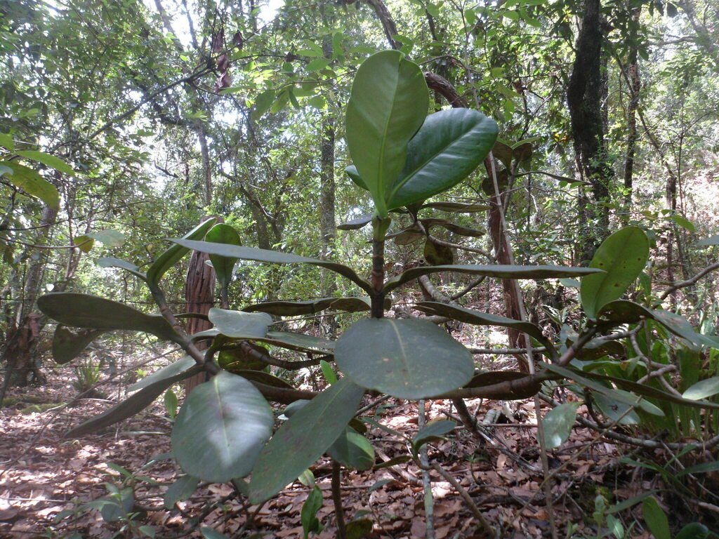 Clusia multiflora from Tinjacá, Boyacá, Colombia on May 10, 2023 at 11: ...
