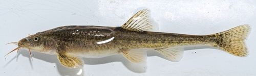 Triplophysa tenuis · iNaturalist