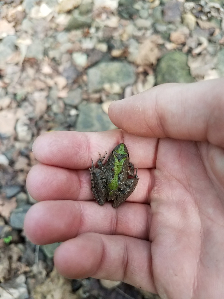 Cricket Frogs in October 2017 by Jacob Reinbolt · iNaturalist