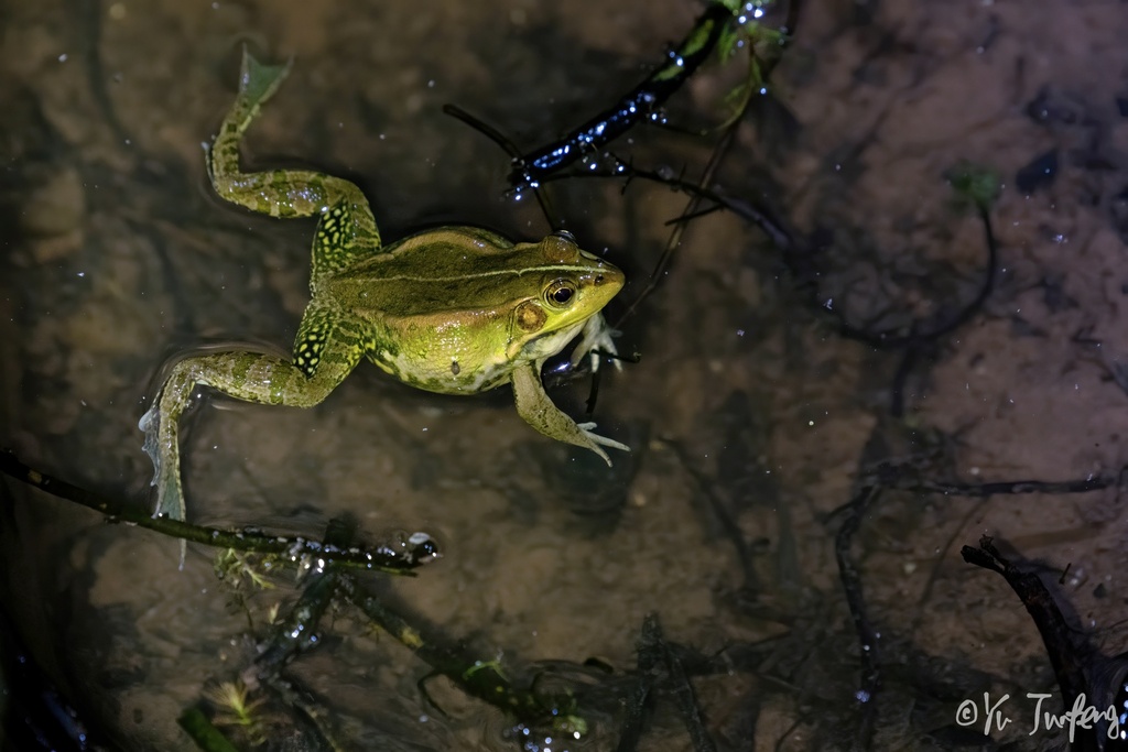 Eastern Golden Frog in April 2022 by yu junfeng · iNaturalist