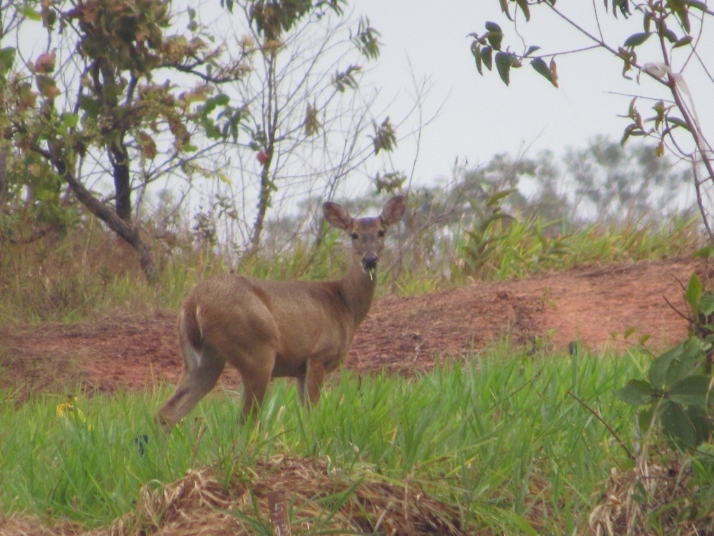 White-tailed Deer from Puerto Gaitán, Meta, Colombia on January 26 ...