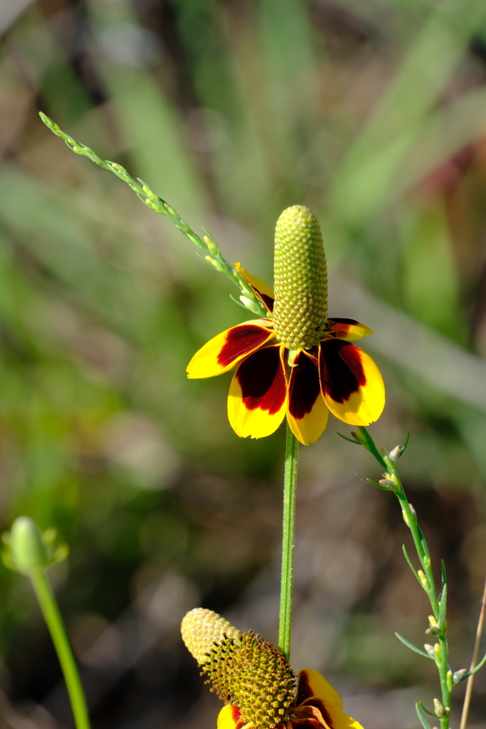upright prairie coneflower from Barton Creek West, Austin, TX 78733 ...