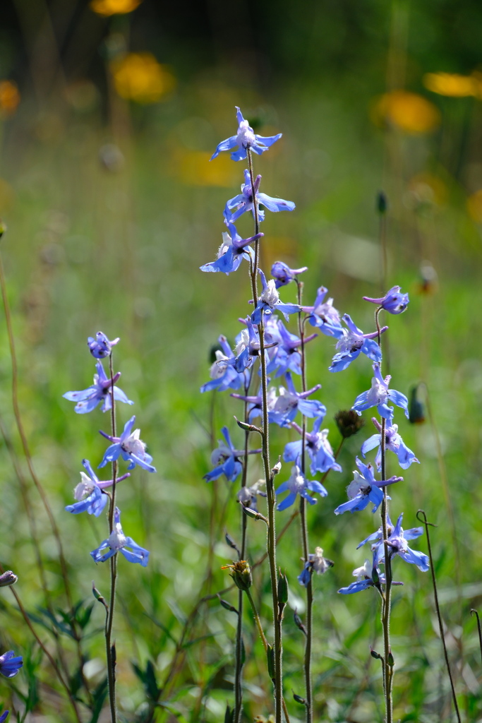 Wild Blue Larkspur from Barton Creek West, Austin, TX 78733, USA on May ...
