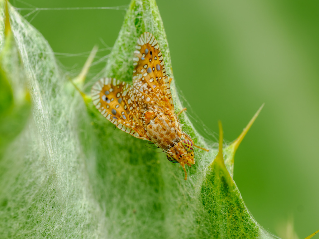 Paracantha gentilis from Draper, UT, USA on May 19, 2023 at 07:23 AM by ...