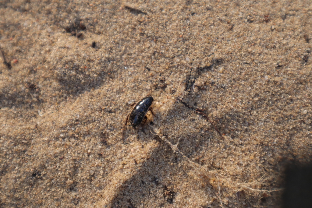 Winged and Once-winged Insects from Janas, 2710-267 Sintra, Portugal on ...