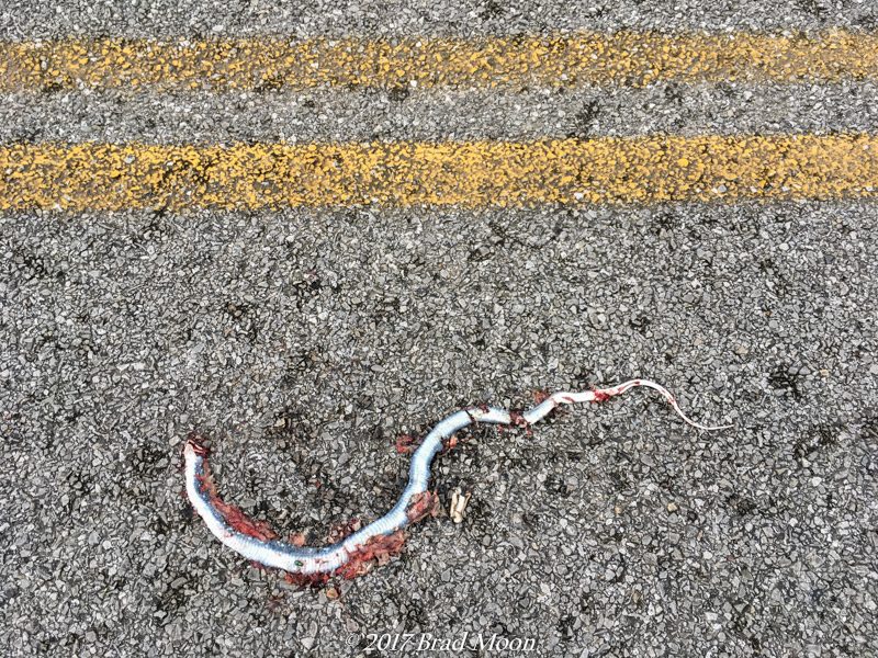 Buttermilk Racer from Natchitoches, Louisiana, United States on April ...