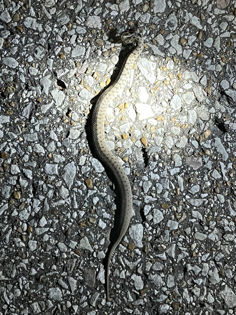 DeKay's Brownsnake from Crooked Creek Rd, Lobelville, TN, US on May 14 ...