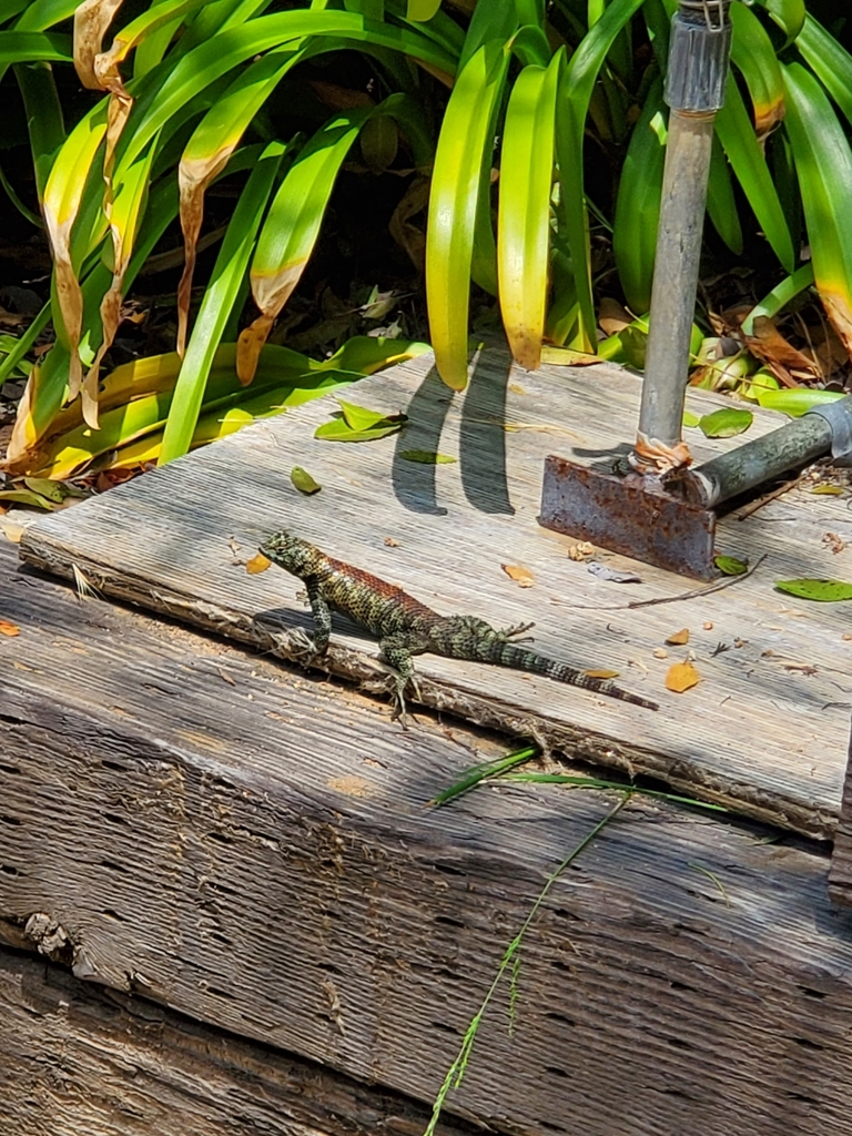 Granite Spiny Lizard from University, Riverside, CA 92507, USA on May ...