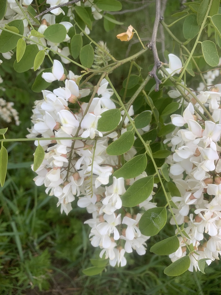black locust from Long Island, New York, NY, US on May 18, 2023 at 07: ...