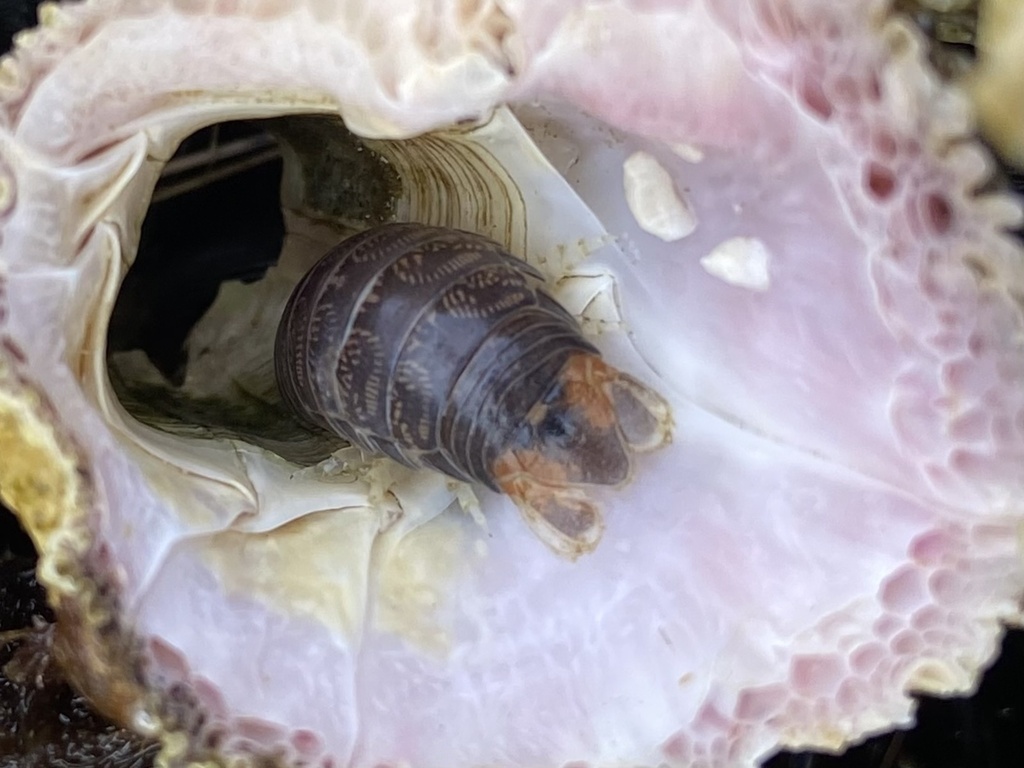 Harford's Isopod from North Pacific Ocean, Alberni-Clayoquot Regional ...