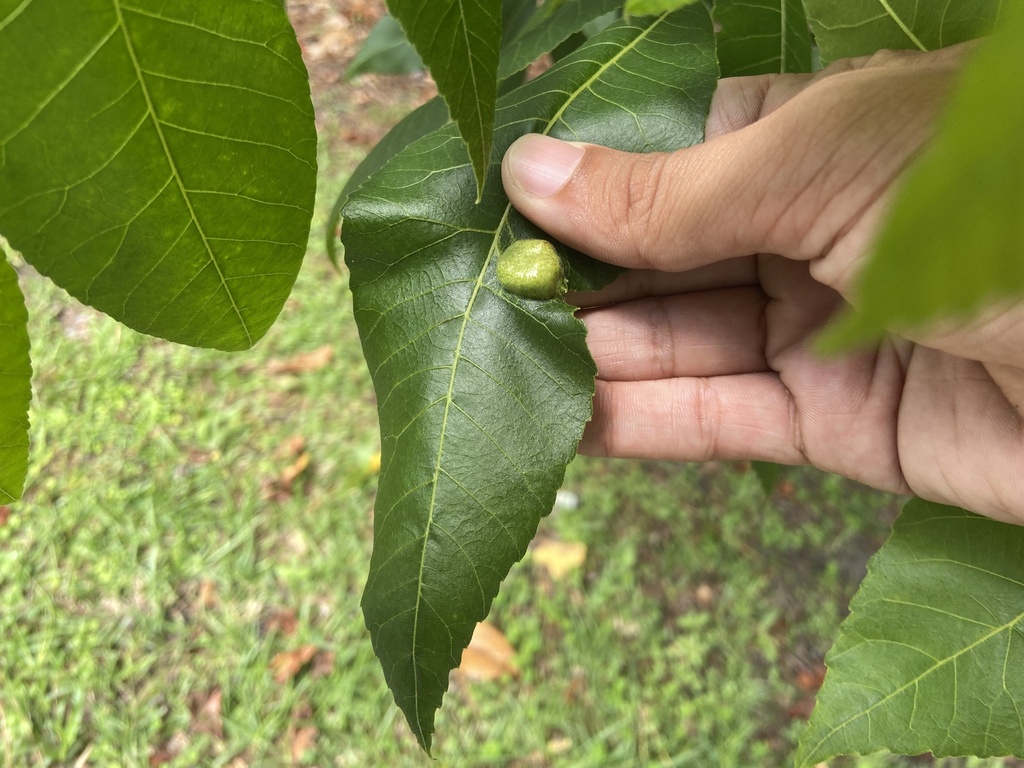 Insects from Valdosta State University, Valdosta, GA, US on May 19 ...