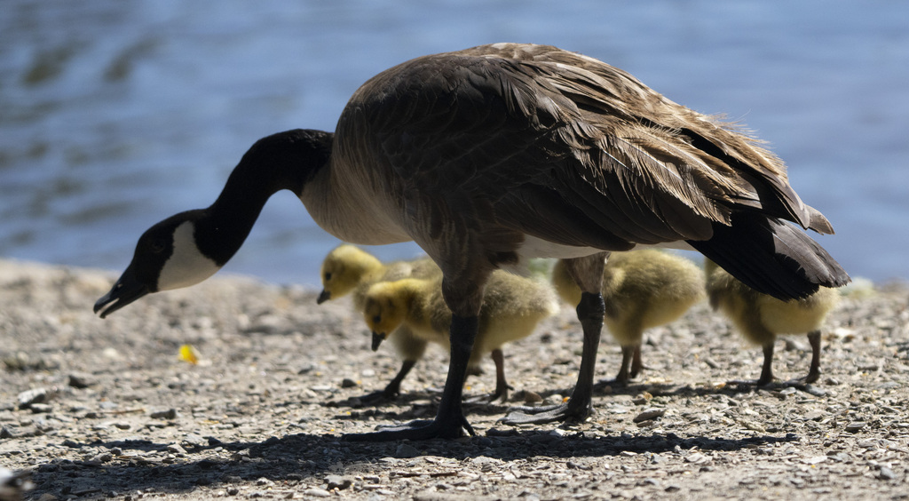Canada Goose from Walnut Creek, CA, USA on May 19, 2023 at 09:23 AM by ...