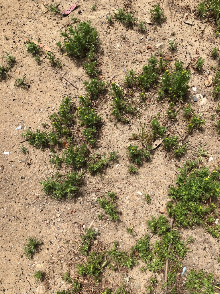 pineapple-weed from Skyline High School, Oakland, CA, US on May 19 ...
