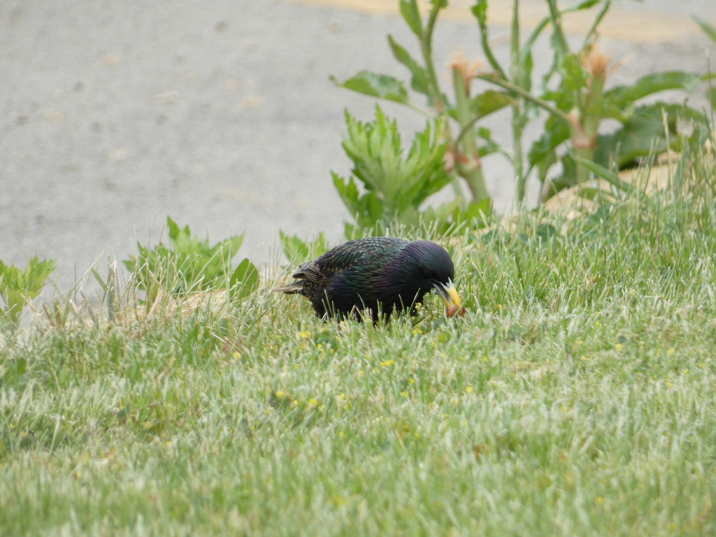 European Starling from Oil City, PA 16301, USA on May 19, 2023 at 09:59 ...