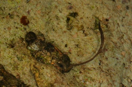 Genus Agriotypus · iNaturalist