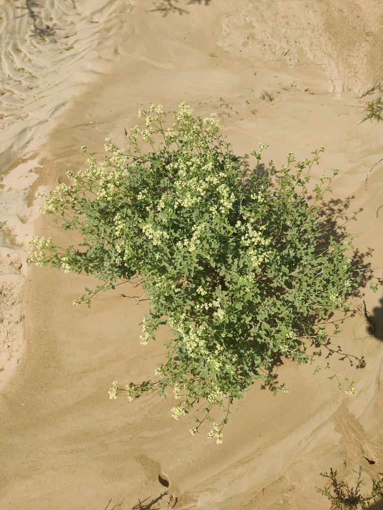 mariola from Arick Village, Alpine, TX 79830, USA on September 11, 2022 ...