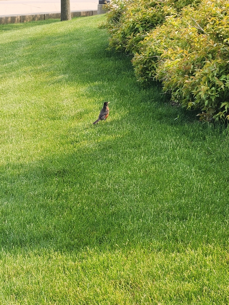 American Robin from Somers, WI, USA on May 19, 2023 at 04:21 PM by ...