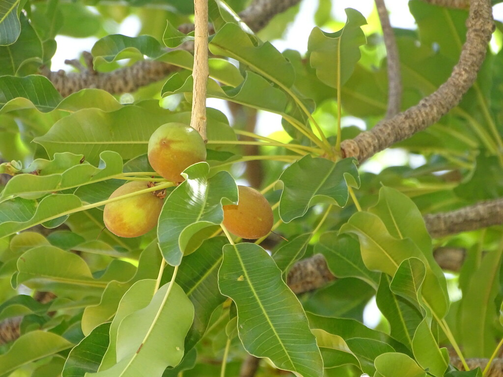 Shea Tree in May 2023 by Melchior GAHOU · iNaturalist