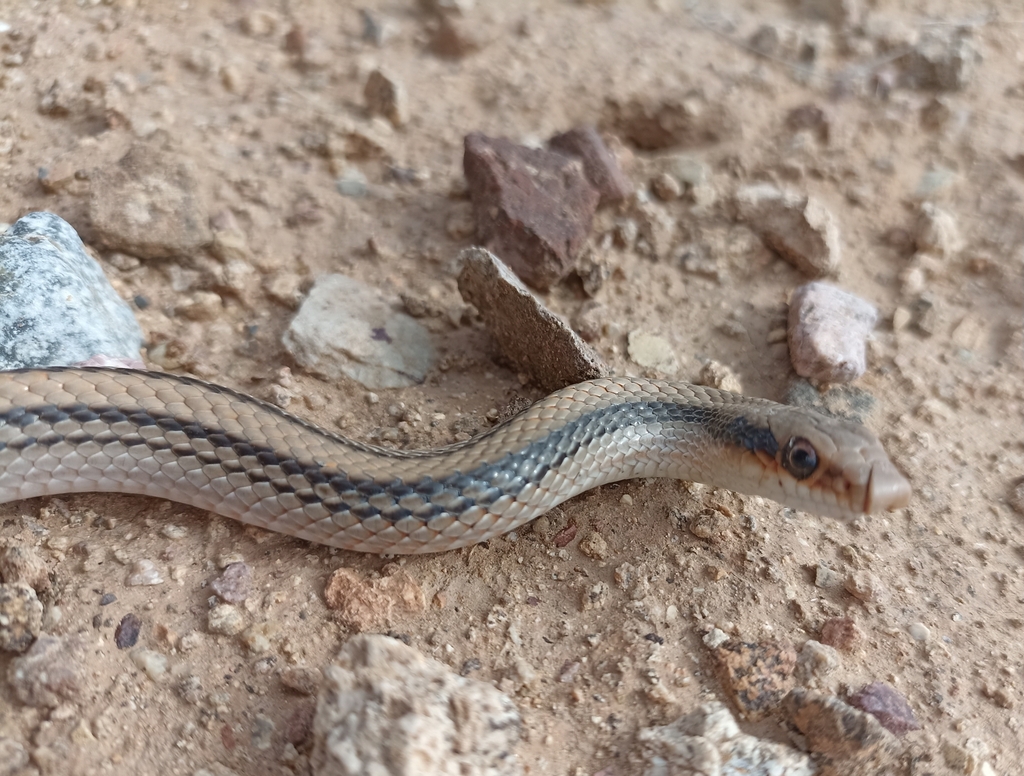 Big Bend Patch-nosed Snake from 31825 Chih., México on May 15, 2023 at ...
