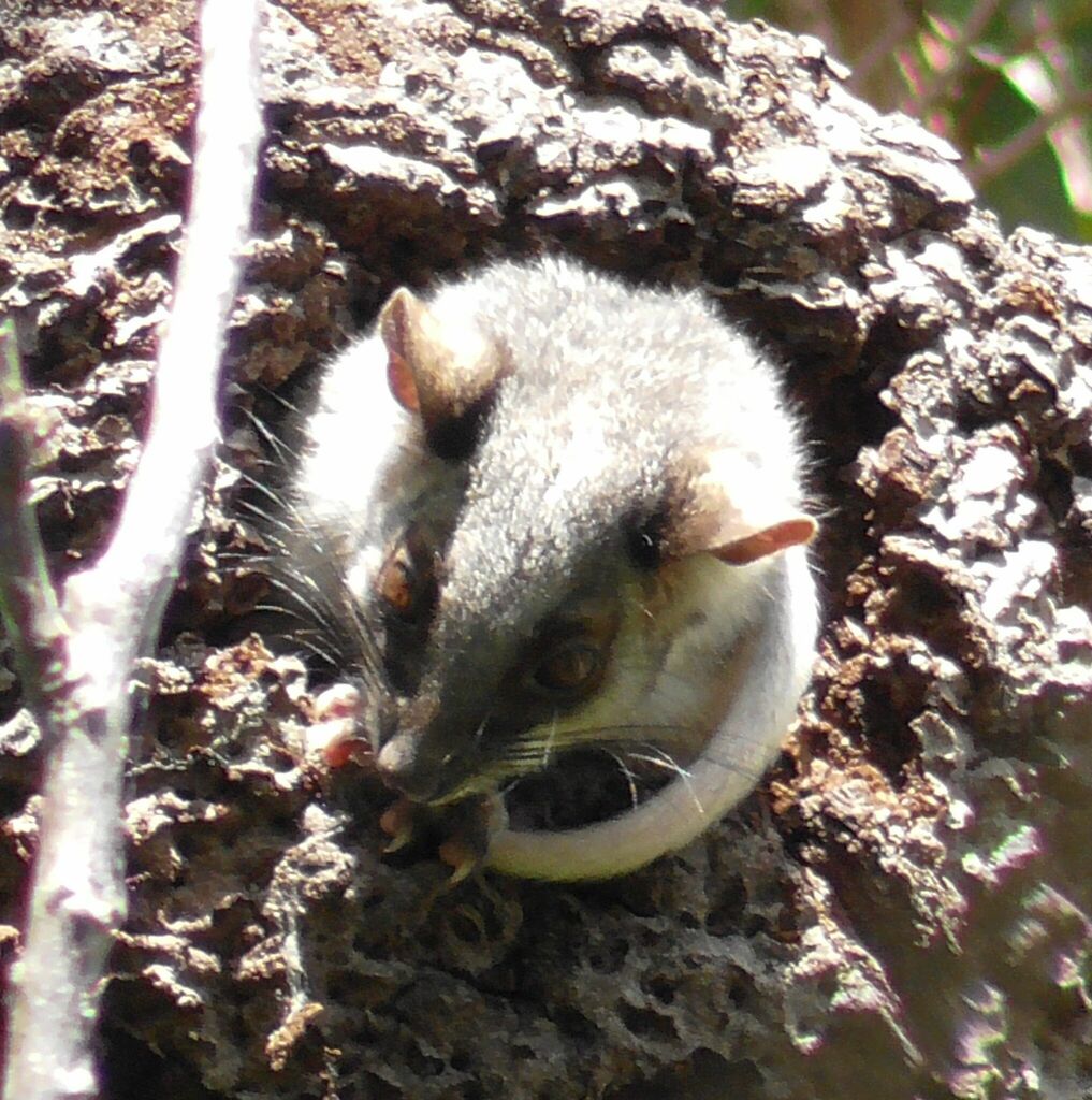 Common Ringtail Possum from Watsonville QLD 4887, Australia on October ...