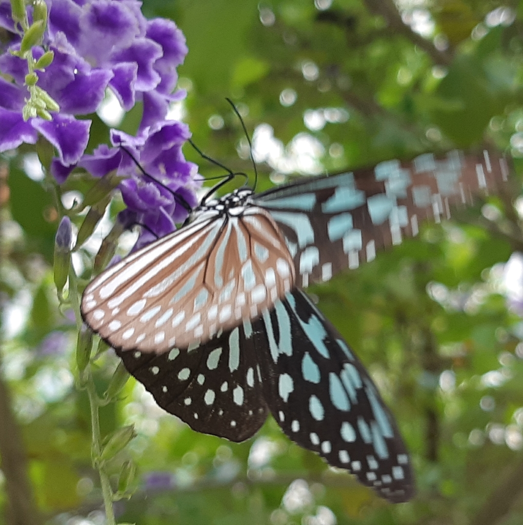 Ceylon Blue Glassy Tiger from 3, Sha Po New Village Yung Shue Wan ...
