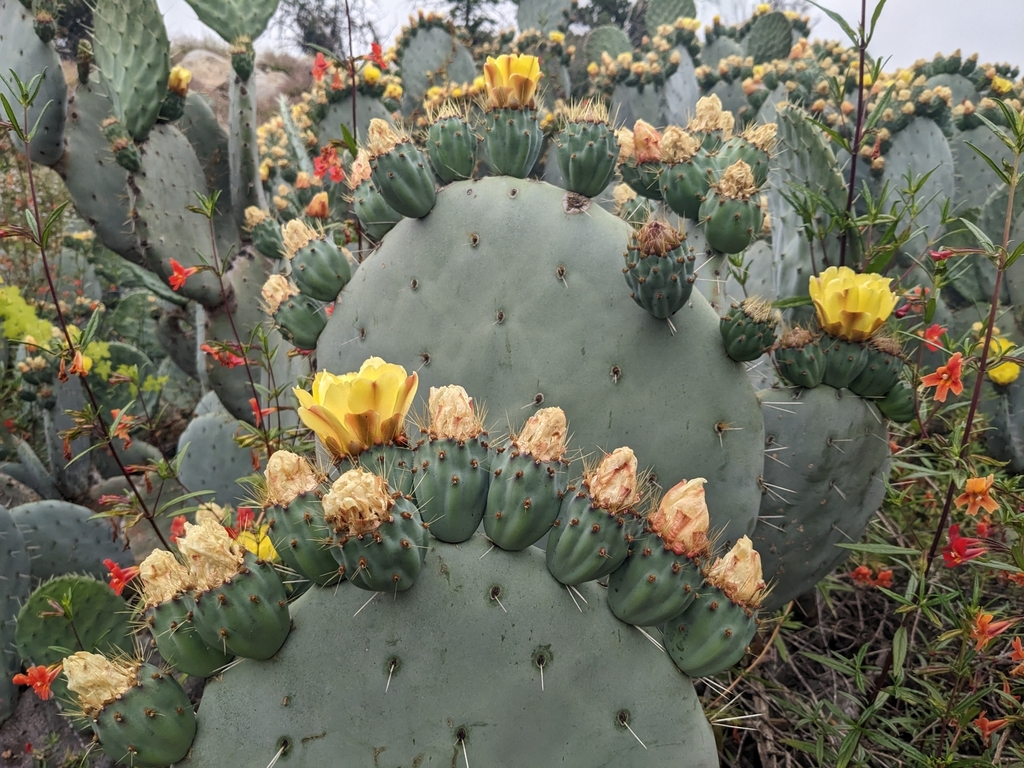 nopal tapón from San Marcos, CA 92069, USA on May 19, 2023 at 11:24 AM ...