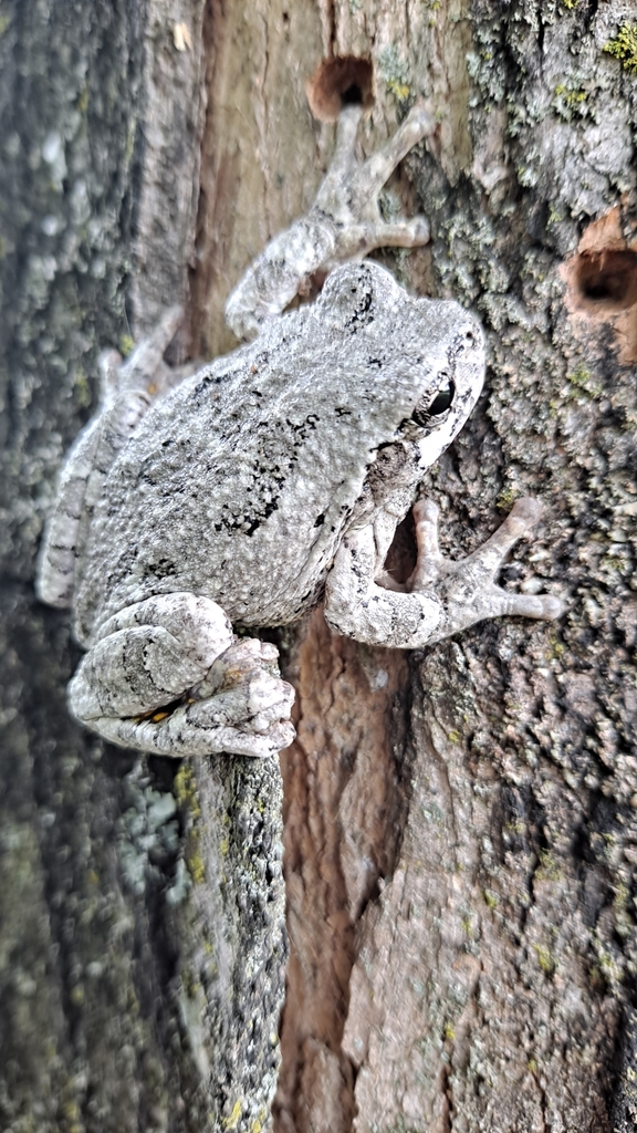 Gray Treefrog from Fayetteville, PA 17222, USA on May 19, 2023 at 01:05 ...