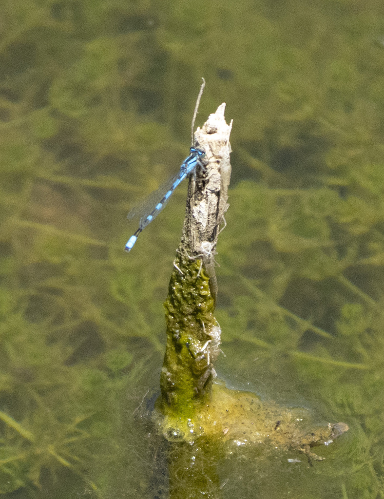 Tule Bluet from Contra Costa County, CA, USA on May 19, 2023 at 01:15 ...