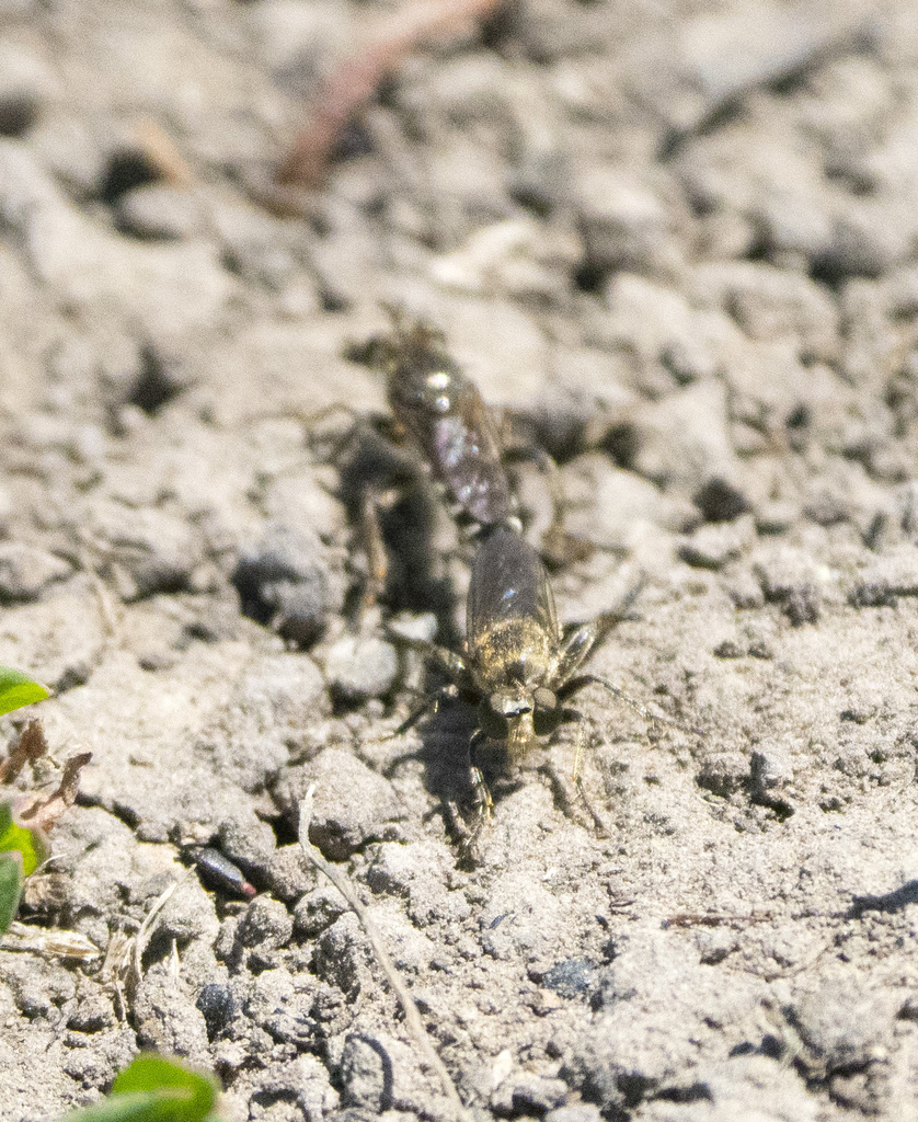 Robber Flies from Contra Costa County, CA, USA on May 19, 2023 at 01:31 ...