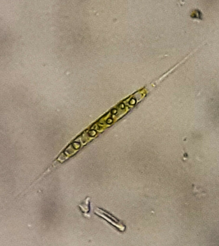 Schroederia setigera from Azcapotzalco, Mexico City, CDMX, Mexico on May 17, 2023 at 04:24 PM by ...