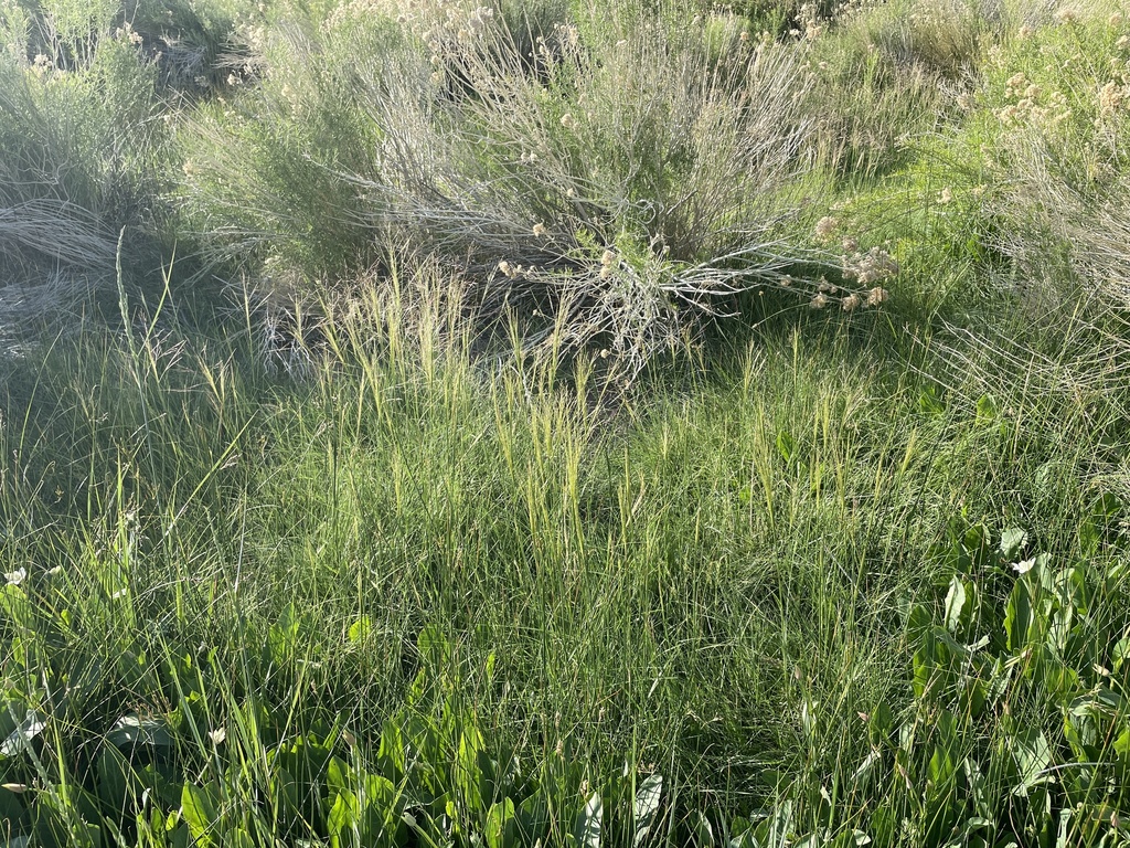 scratch grass from Nye County, US-NV, US on May 19, 2023 at 05:29 PM by ...