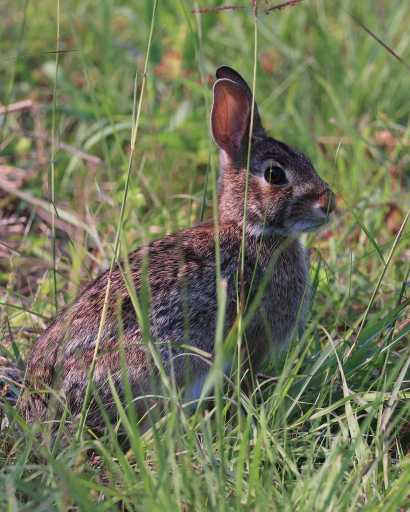 Cottontail Rabbits from Deer Park, TX, USA on May 18, 2023 at 05:05 PM ...