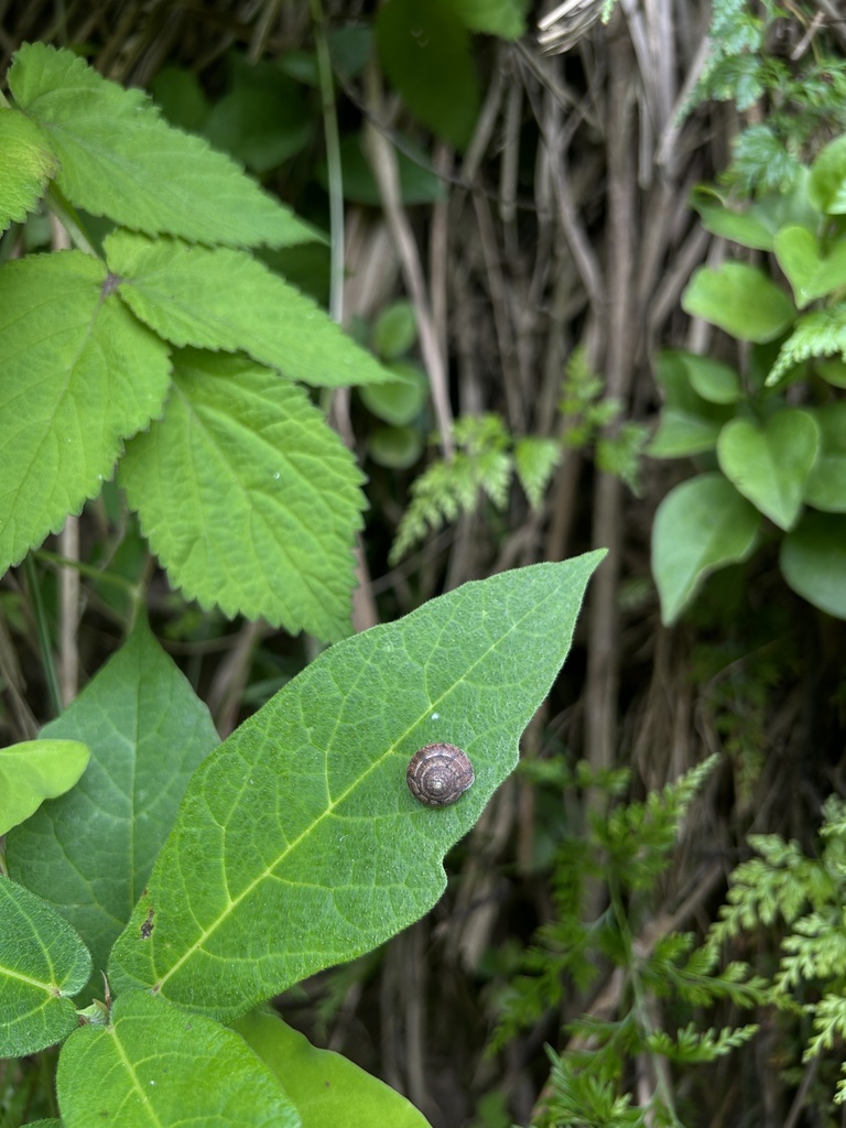 Plectotropis scitula from 东海, CN on May 20, 2023 at 11:04 AM by amuba ...