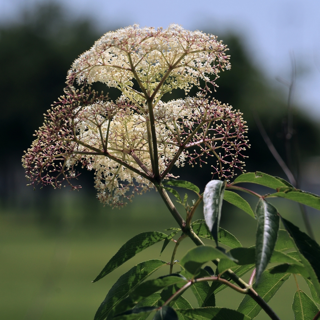 American black elderberry from Deer Park, TX, USA on May 18, 2023 at 11 ...