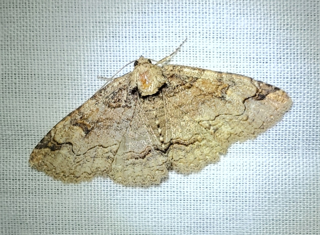 Hazel Zale Moth from Acme, PA 15610, USA on May 19, 2023 at 11:10 PM by ...