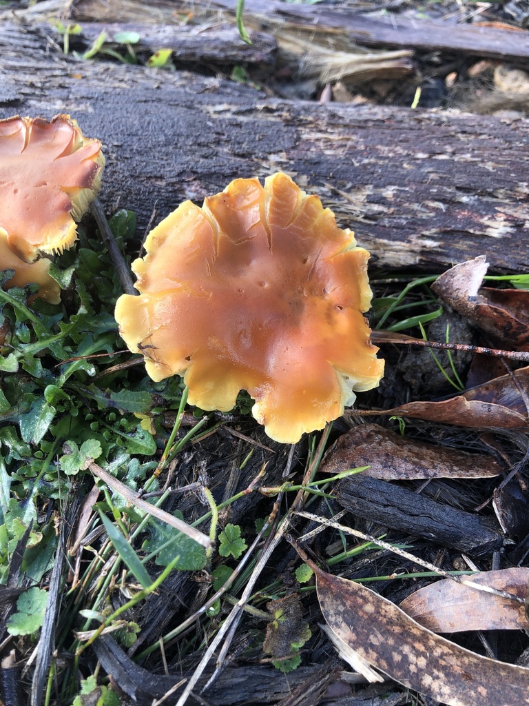 Psilocybe subaeruginosa from Wombat State Forest, Korweinguboora, VIC ...