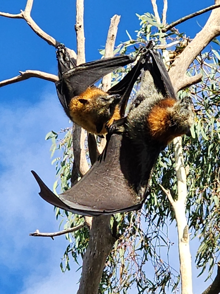 Grey-headed Flying-fox from Doveton VIC 3177, Australia on May 20, 2023 ...