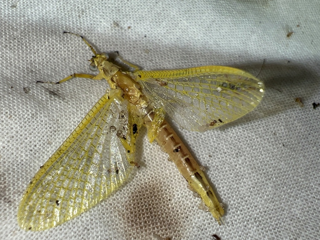 Giant Mayfly from Milton, FL, US on May 19, 2023 at 09:21 PM by Aaron ...