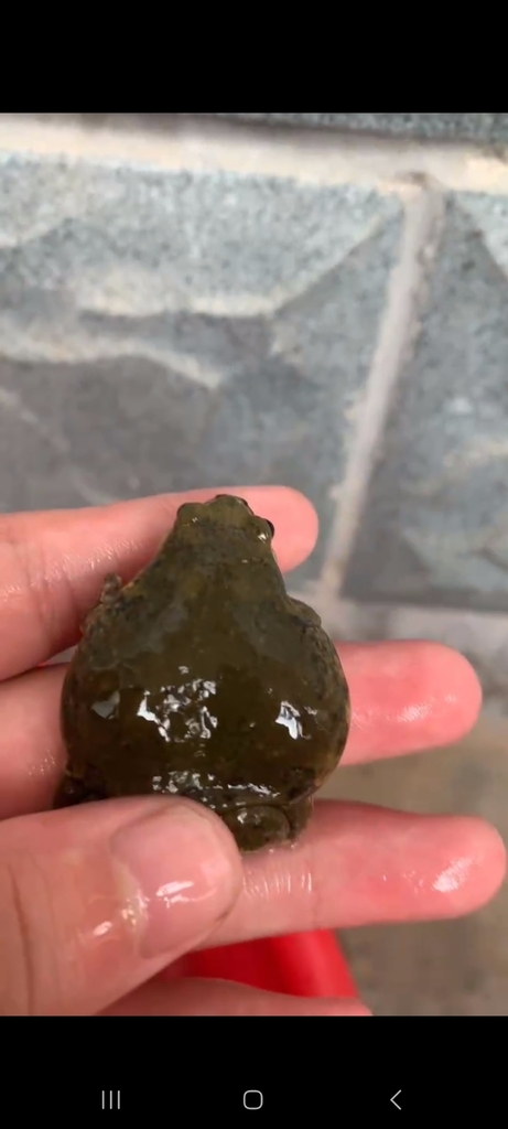 Boreal Digging Frog from Heze, CN-SD, CN on May 20, 2023 at 01:03 PM by ...