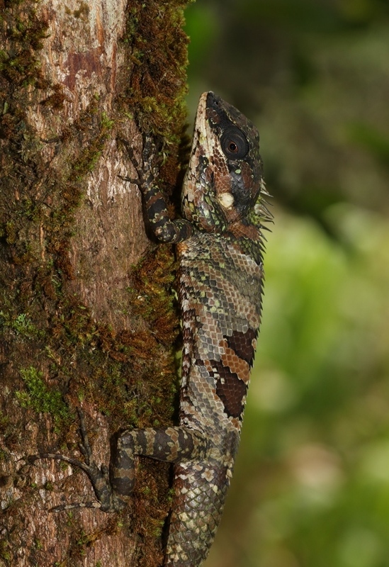 Spineless Forest Lizard in May 2023 by Nuwan Chathuranga · iNaturalist
