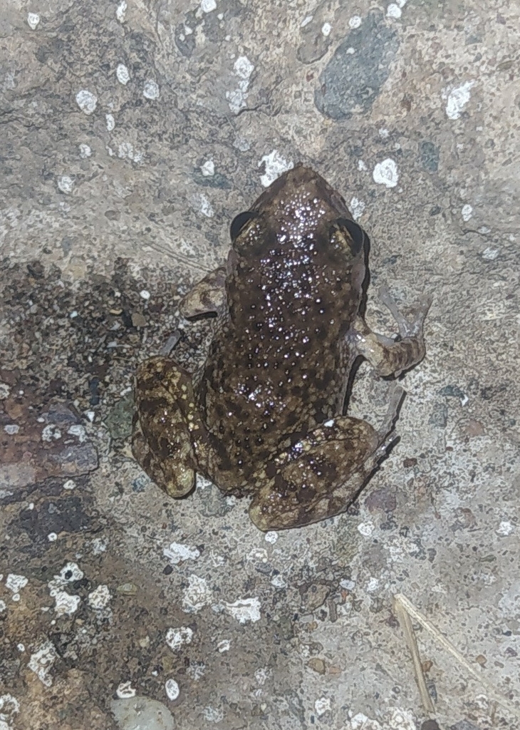 Spotted Chirping Frog in May 2023 by Joel Noria Silva · iNaturalist