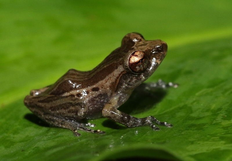 Webless Pygmy Tree Frog in May 2023 by Nuwan Chathuranga · iNaturalist