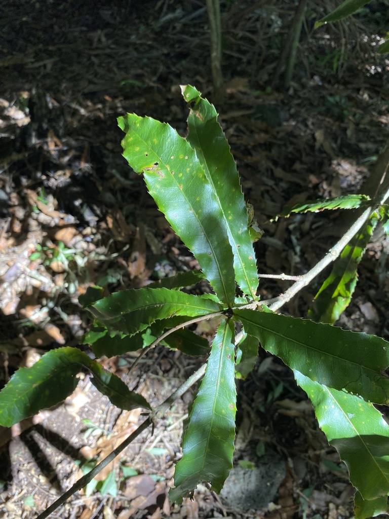 Rough-shell Queensland Nut from Hovard Rd, Bald Knob, QLD, AU on May 20 ...