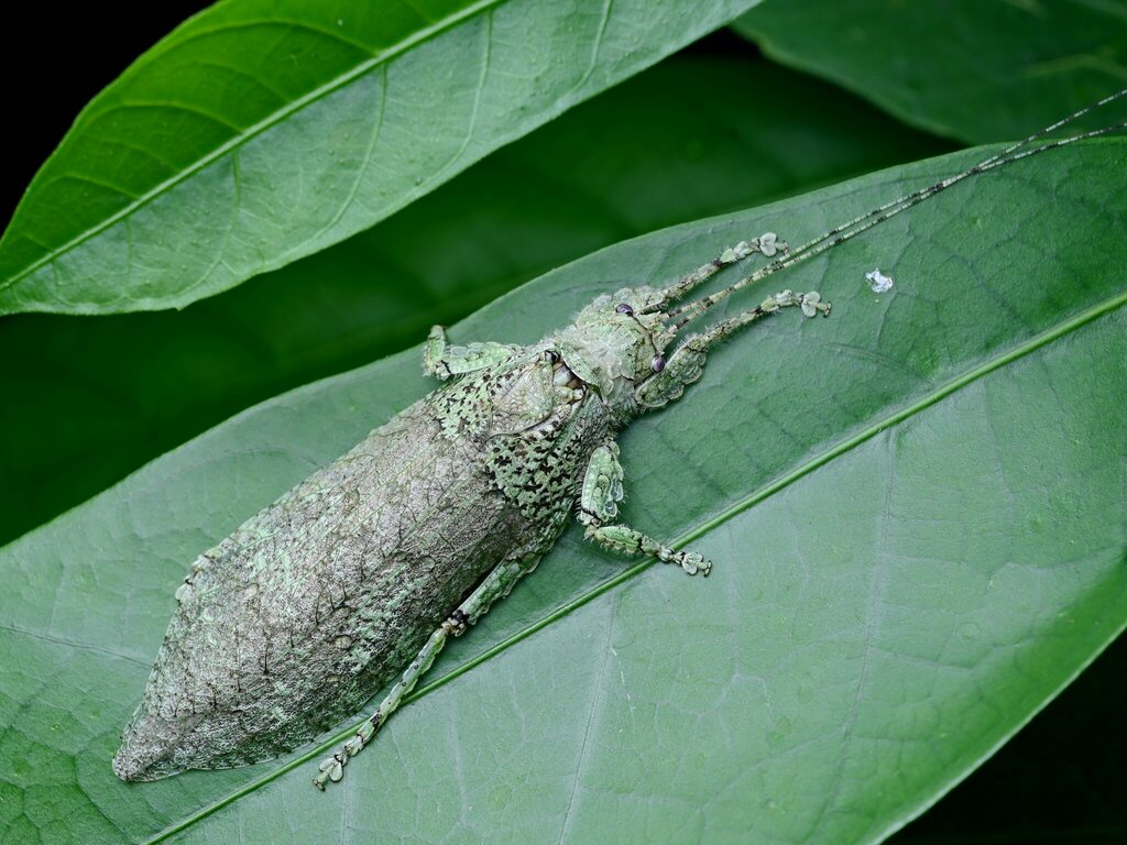 Sathrophyllia femorata from 中国云南省西双版纳傣族自治州勐腊县 on May 19, 2023 at 11:34 ...