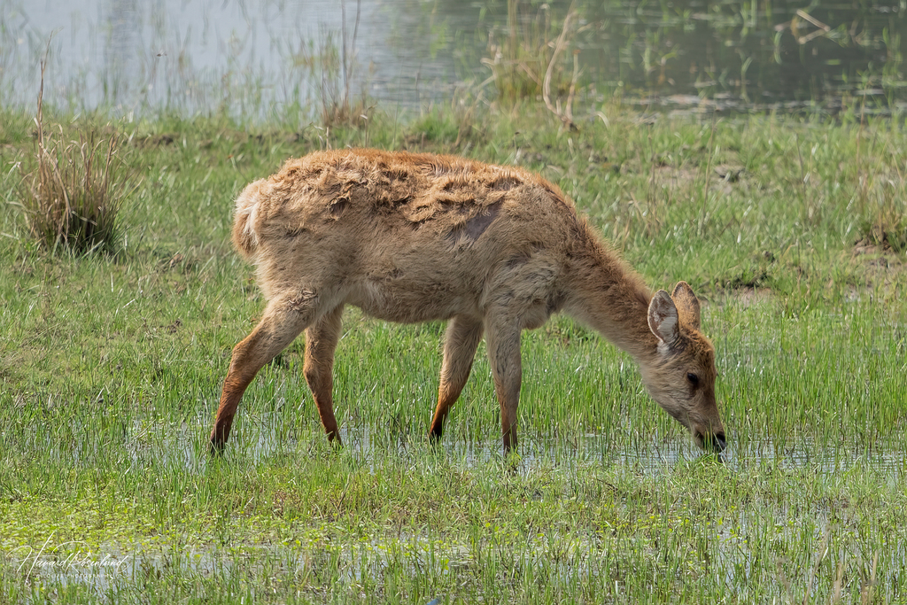 Southern Swamp Deer in April 2023 by Håvard Rosenlund · iNaturalist