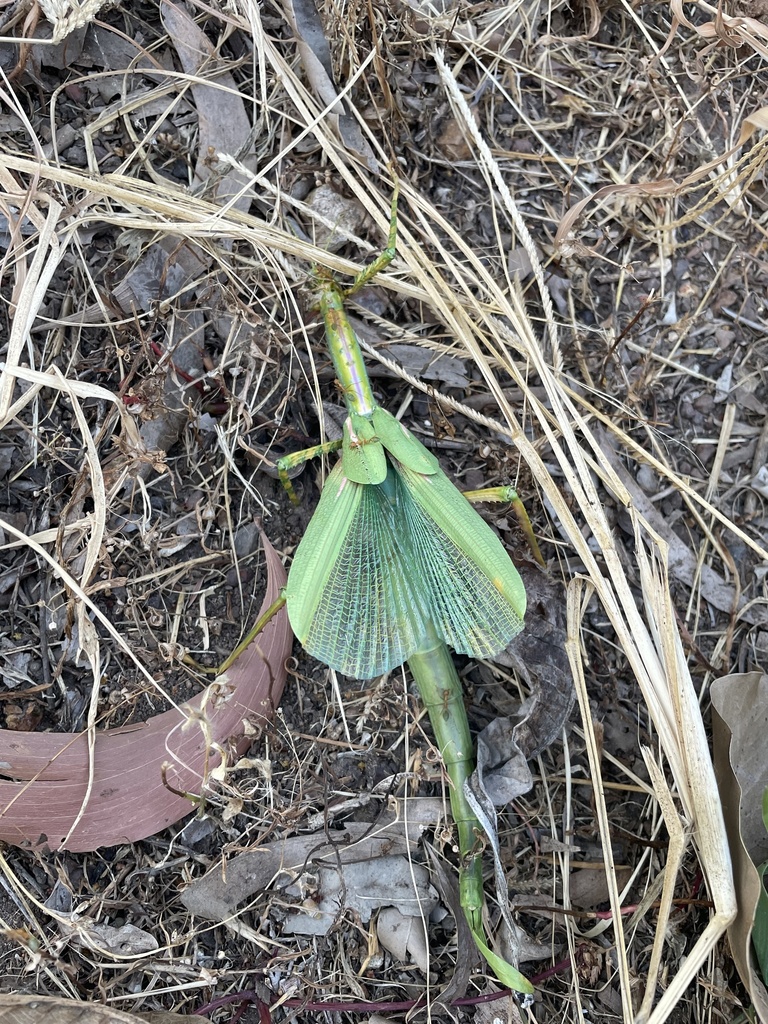 Darwin Stick Insect from Bagot Rd, Ludmilla, NT, AU on May 20, 2023 at ...
