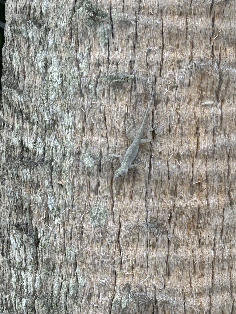 Bark Anole from Tradewinds Park & Stables, Coconut Creek, FL, US on May ...