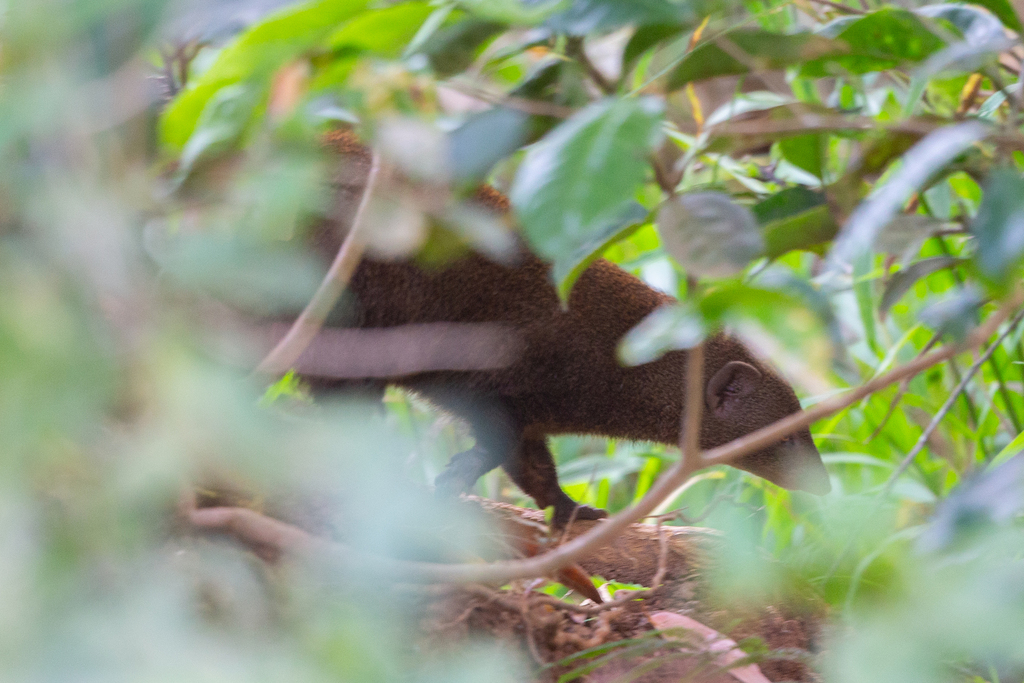 Indian Brown Mongoose in December 2018 by Jono Dashper · iNaturalist