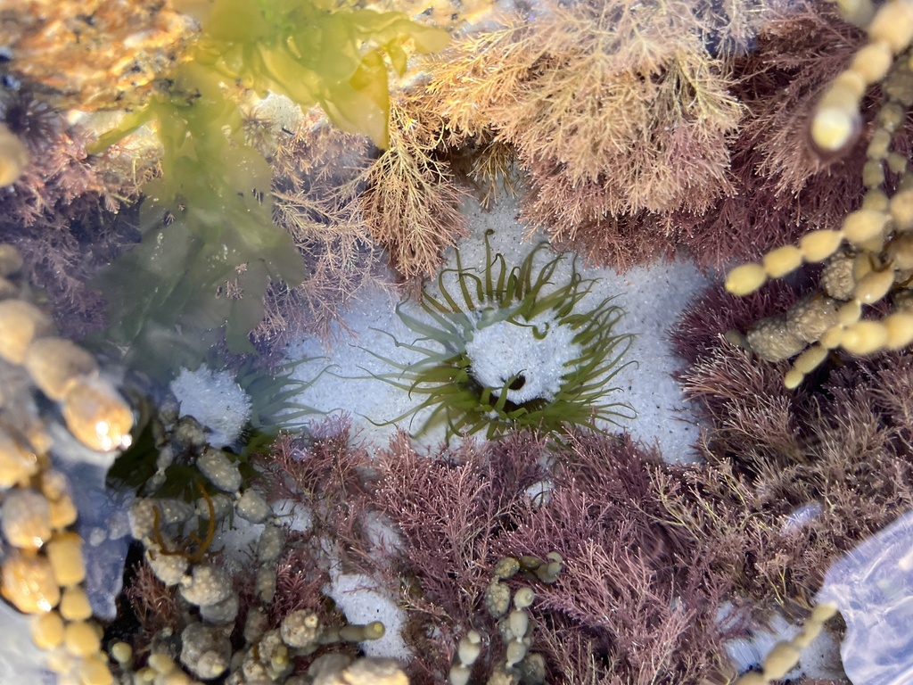 Green snakelock anemone from Freycinet National Park, Friendly Beaches ...